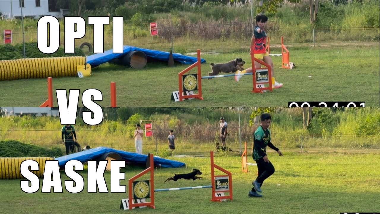 Mini Schnauzer vs Mini Pinscher | Dog Agility - YouTube