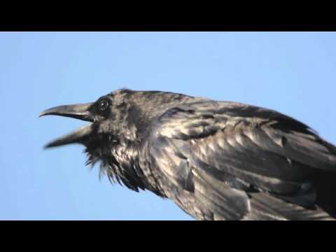 Common Raven Crowing - YouTube