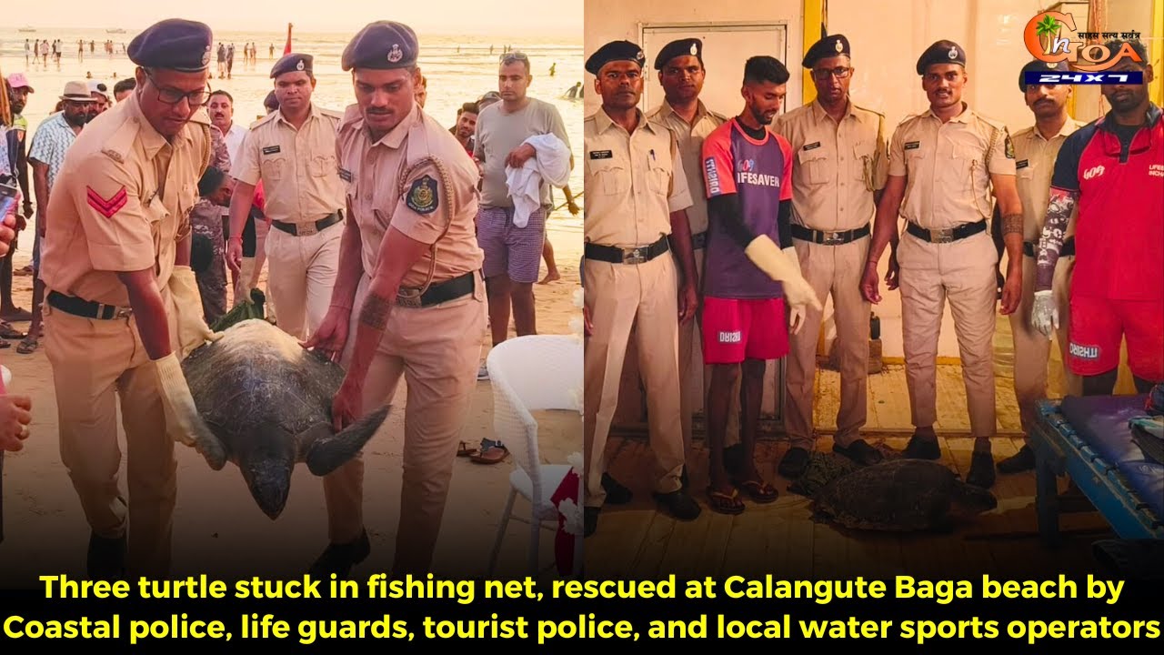 Three turtle stuck in fishing net, rescued at Calangute Baga beach by ...