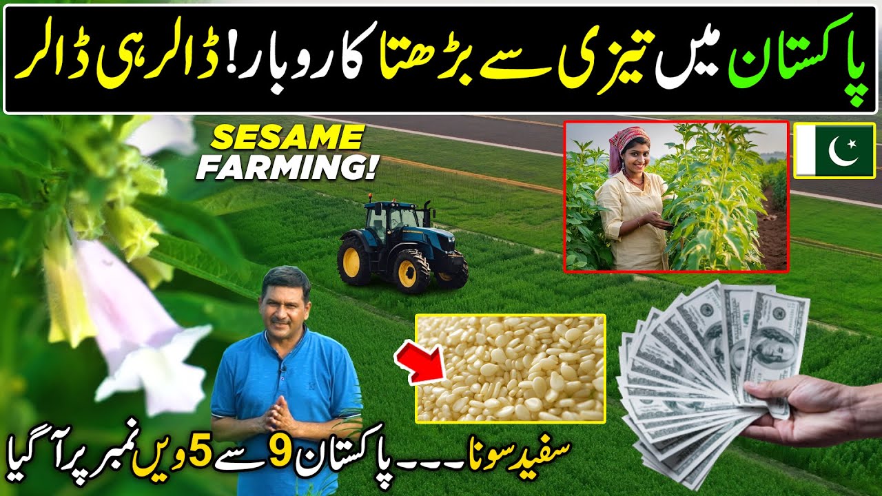 Pakistan's Fastest Growing Billion Dollar Business | Sesame Farming ...