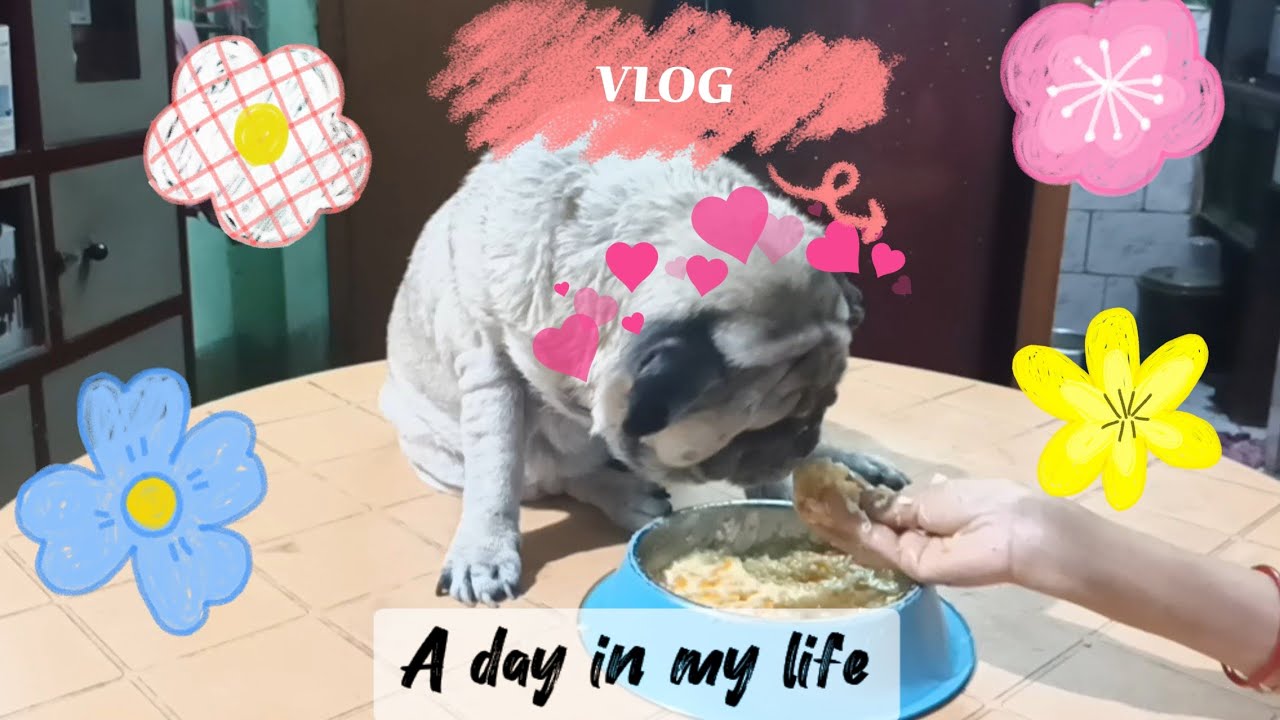 A day in the life of a pug | Rambo The Pawsome Pug - YouTube