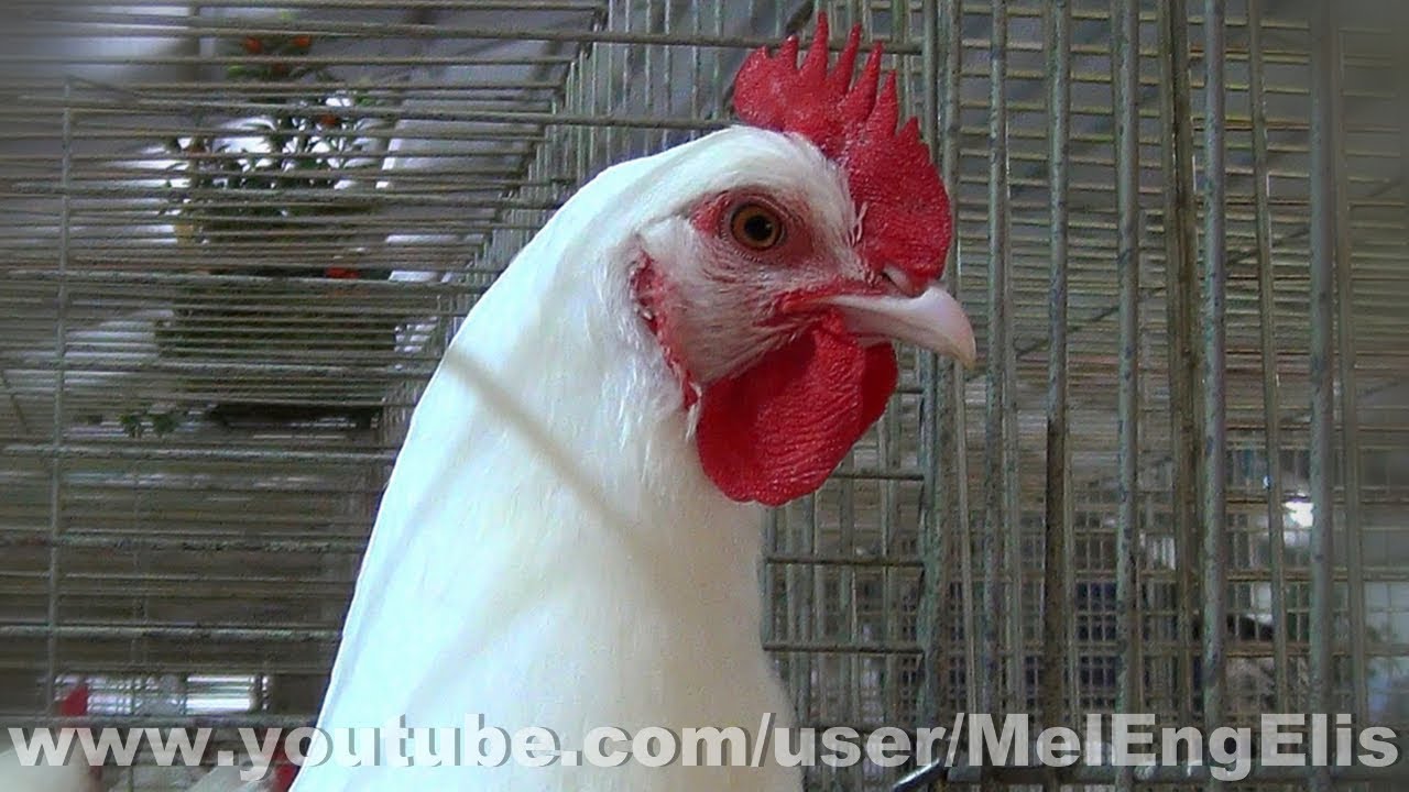 Coq et Poule Gâtinaise - Rare French Chicken Breed - Houdan 2019 - YouTube