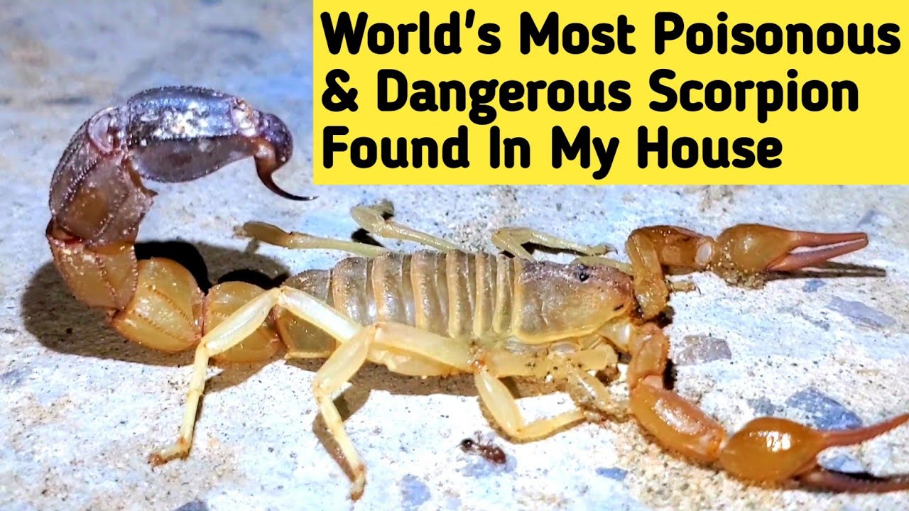 OMG World's Most Poisonous & Dangerous Scorpion Was Found In My Village ...