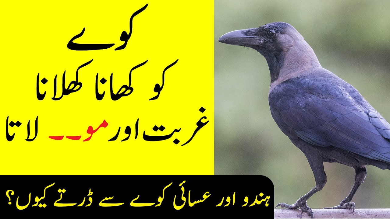 Crow In Islam | Kauwa Ko Kya Kahate Hain | Islami Baat - YouTube