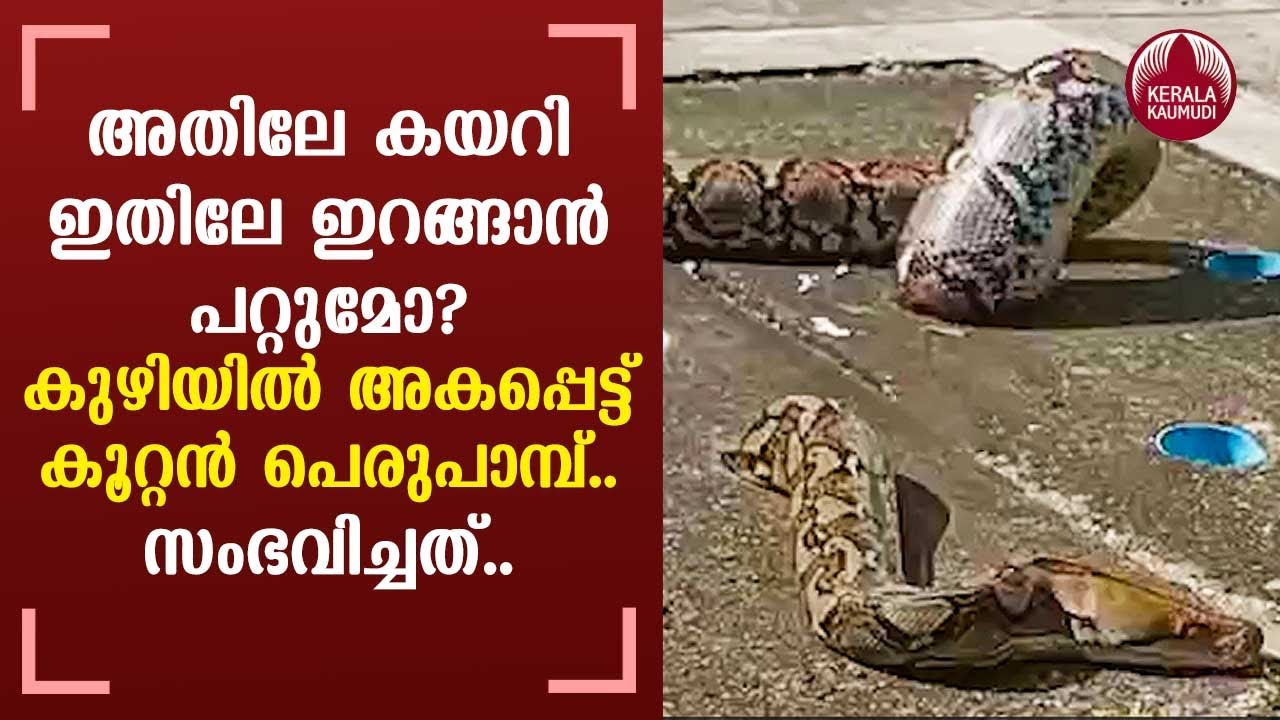 Bloated python gets stuck awkwardly in manhole cover - YouTube
