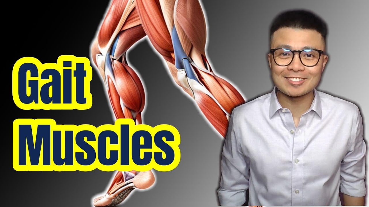 Gait Cycle Muscle Kinetics - YouTube