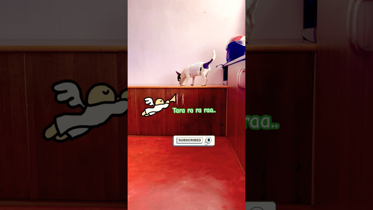 Tara rara raaa 🎺 wait for it #motivation #dog #trumpet #tarararara # ...