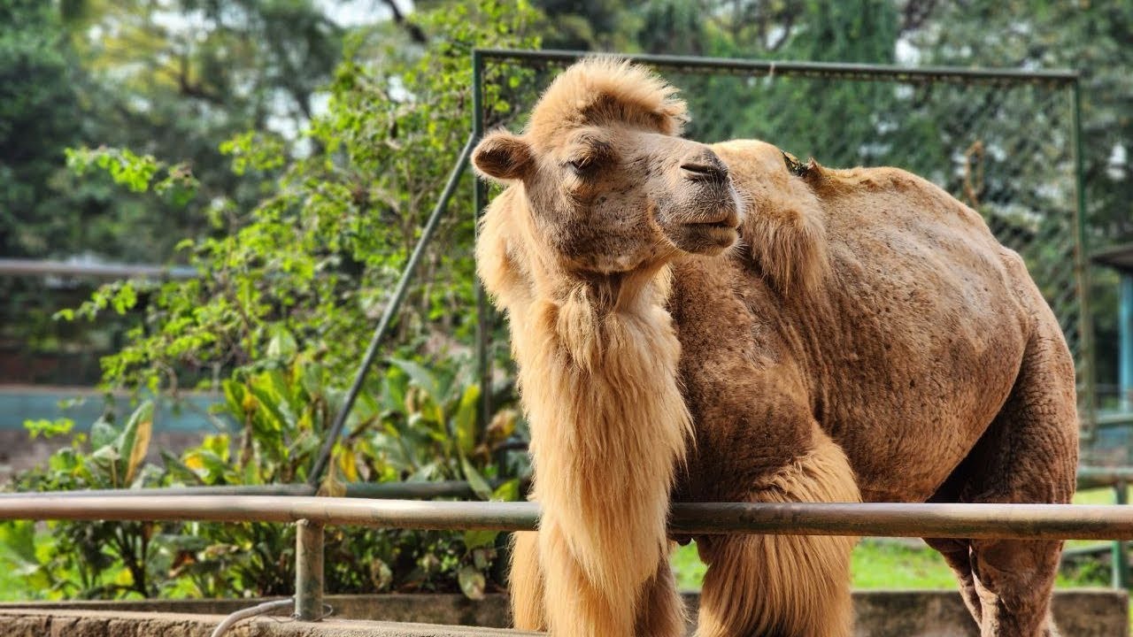 National Zoological Gardens of Sri Lanka (Dehiwala Zoo) - YouTube