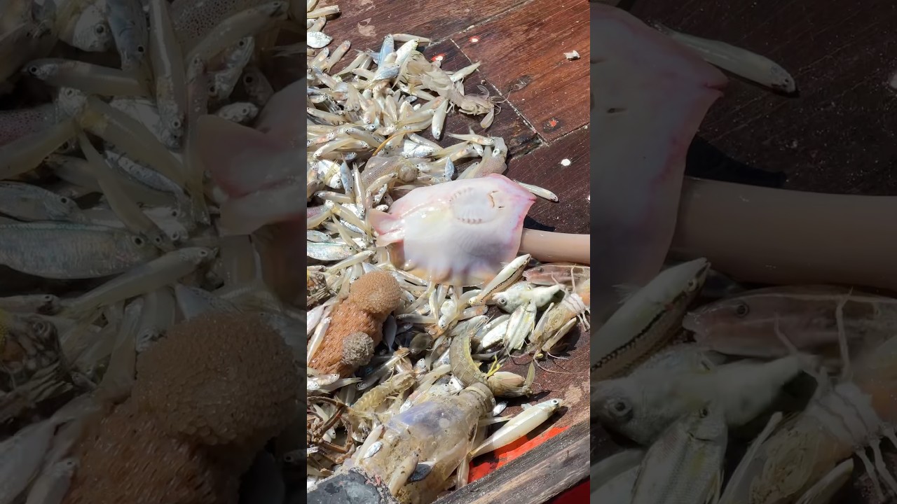 Fresh seafood cooking on board #kohkong - YouTube