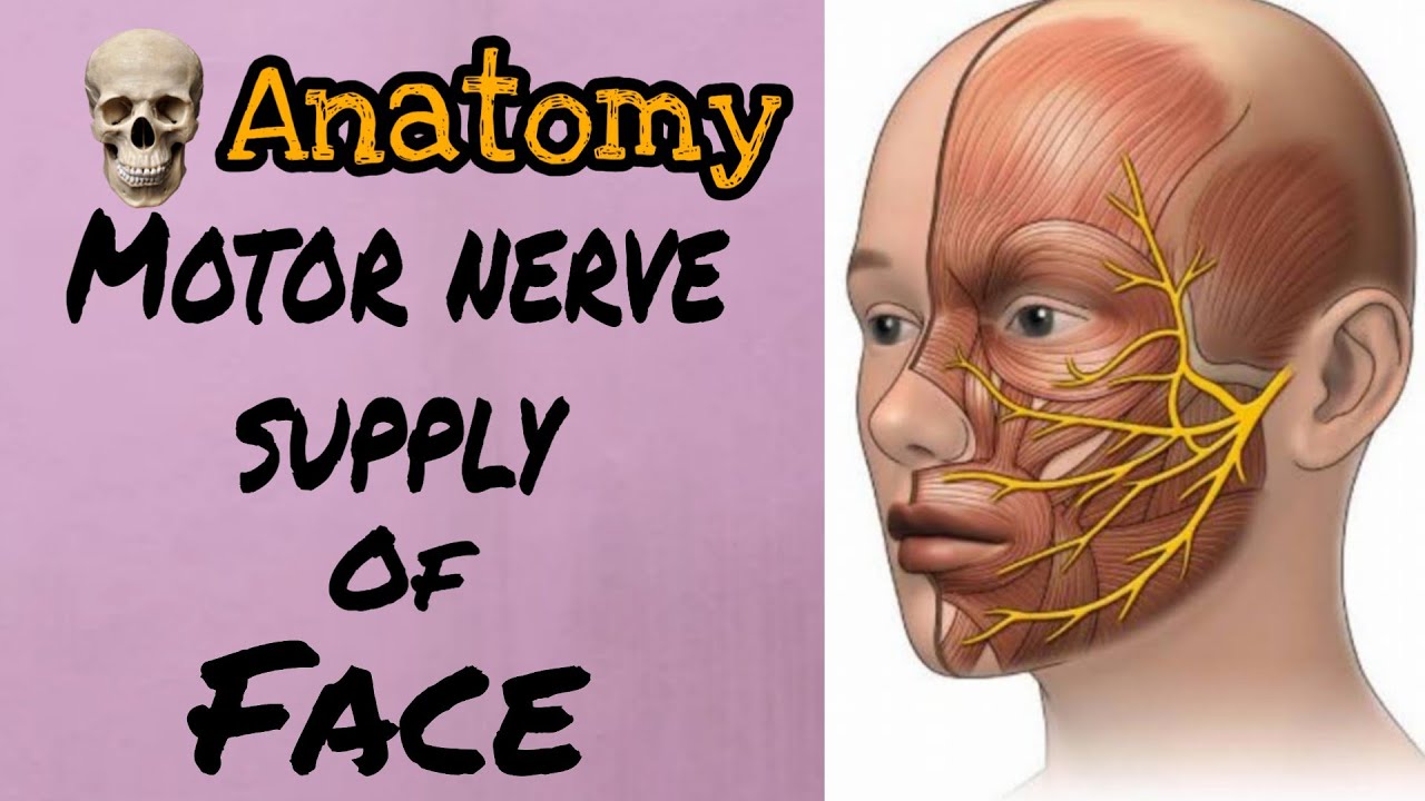 Motor nerve supply of face with tricks - YouTube