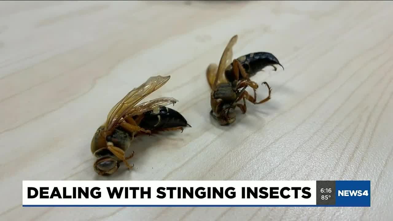 How to deal with stinging insects - YouTube