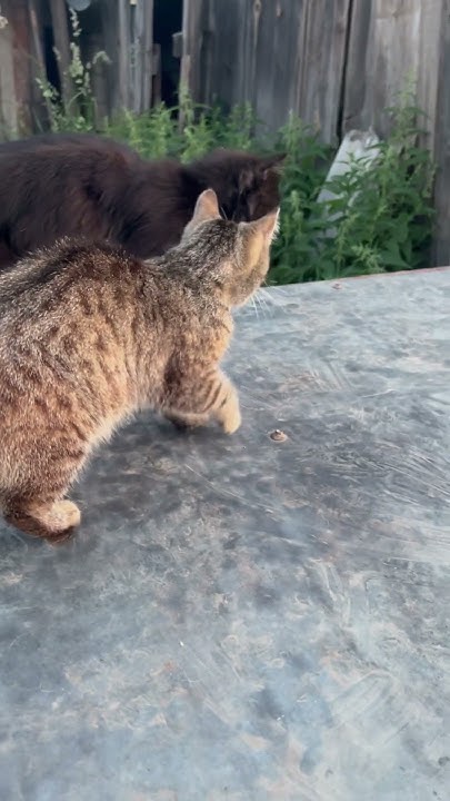 Осторожно! Злая собака 😡🐕🐈🐈🐈 #кот #кошка #котенок - YouTube