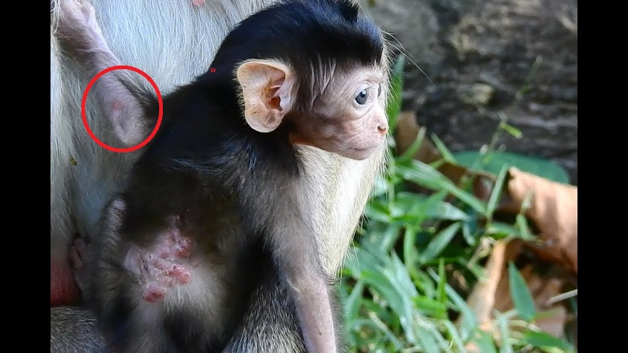 Real Bot Fly Monkey Disease or Not? Why not Better? MV 0151 - YouTube