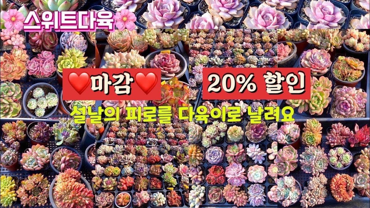 ️마감 ️ 1월 29일💥20세일💥 명절의 피로를 날리자😍 스위트다육 다육 다육식물 다육이키우기 다육이