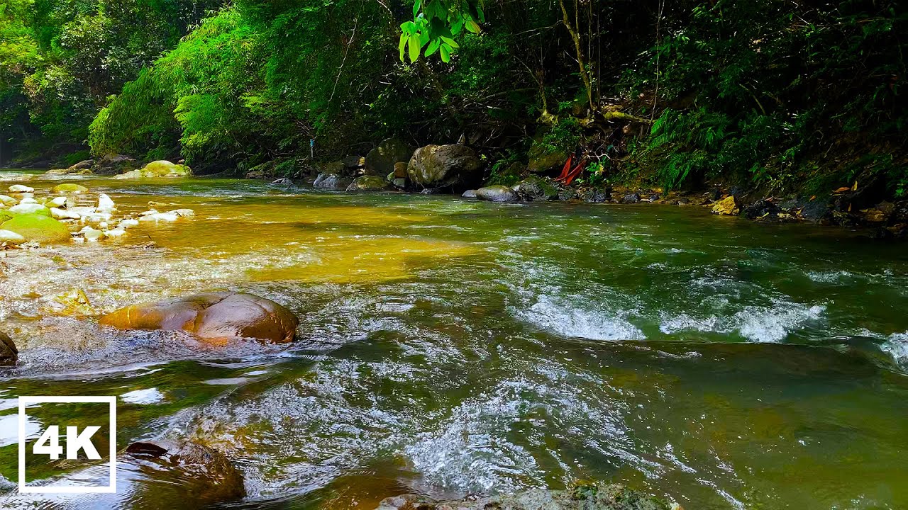 4K TV, Beautiful Forest Sounds Mixed With Stream Sounds, Relaxing ...