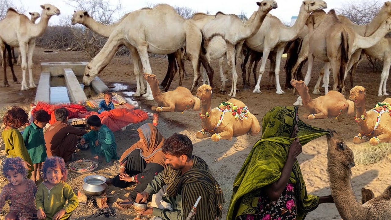Morning Routine of Camel people | Camel People Morning Routine in ...