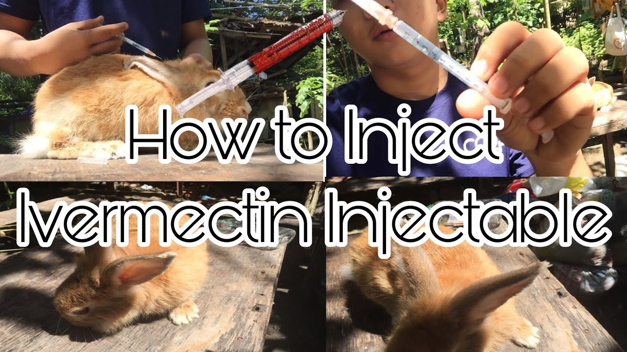 Paano mag inject ng Ivermectin Injectable sa rabbit|How to inject ...