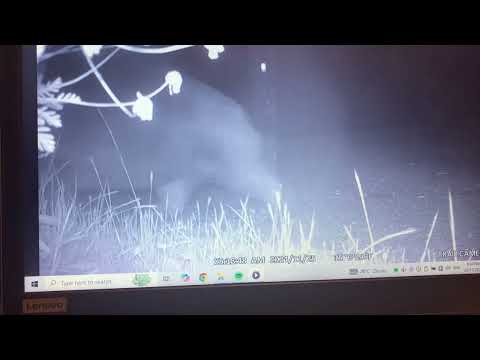 Wombat recorded on wildlife camera. Kyneton. 25th Nov 2024. - YouTube