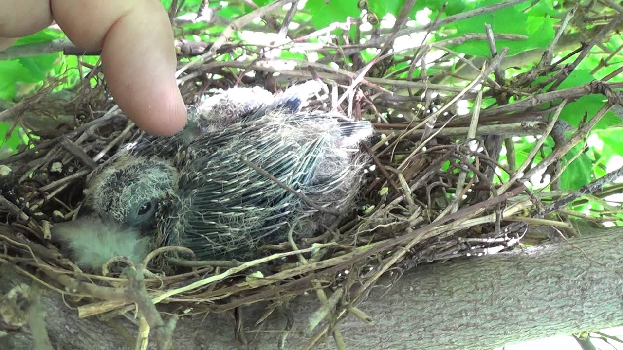 Morning Dove Squabs - Brown Dove Babies in their nest. - YouTube