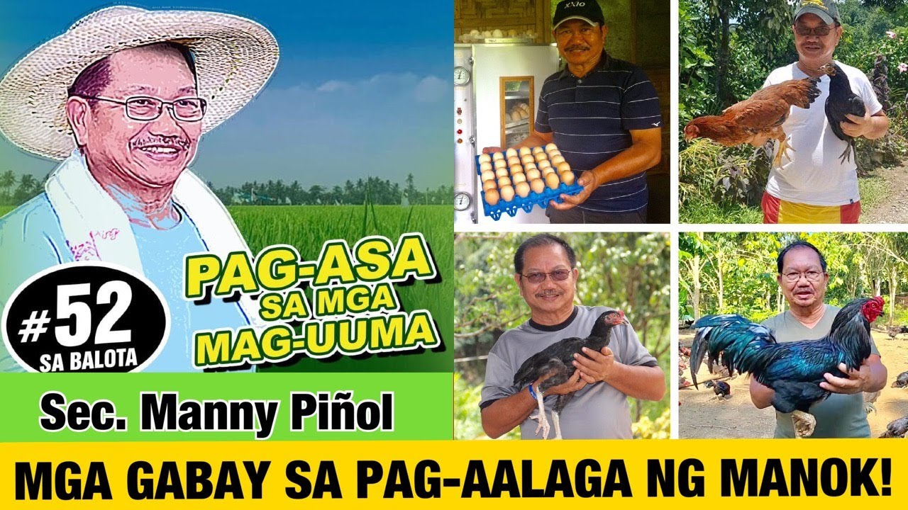 Breeding Chicken Ideas and Tips🐓| Chicken Farming Ideas | Manok Pinoy ...