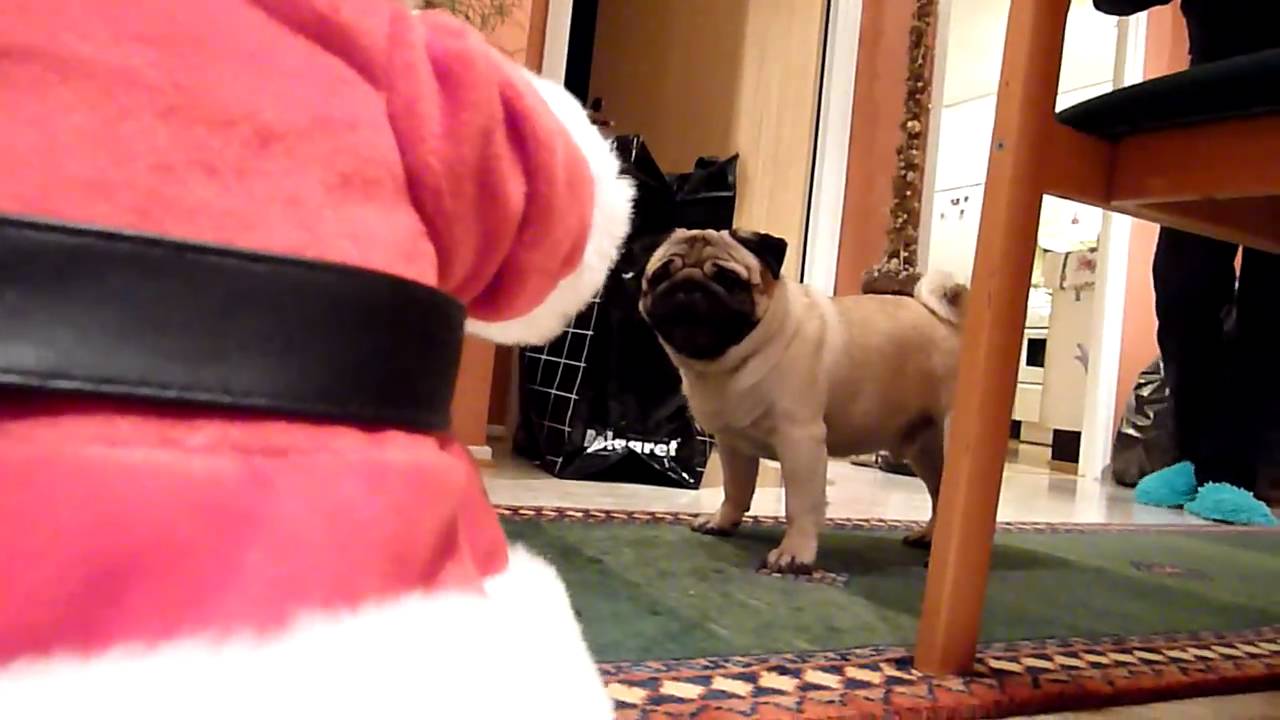 Dog scared of santa - YouTube