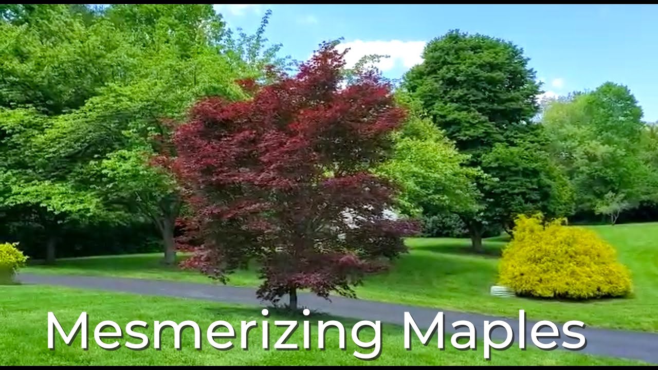 Unveiling the stunning beauty of Maple trees - YouTube