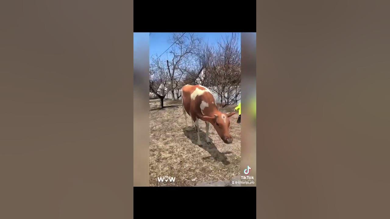Корова Милка AR. Сельское хозяйство 2023 / Cow Milka AR. Agriculture ...
