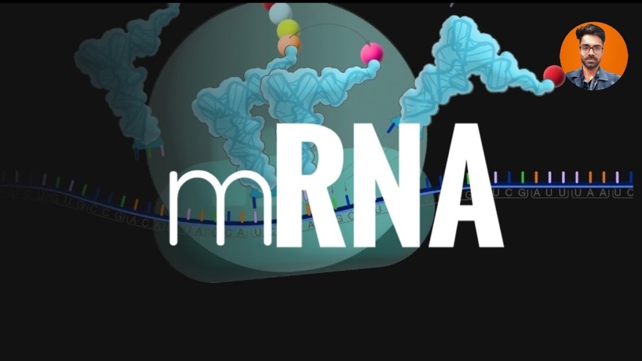mRNA , hnRNA and splicing (exons and introns) Class12 Molecular Basis ...