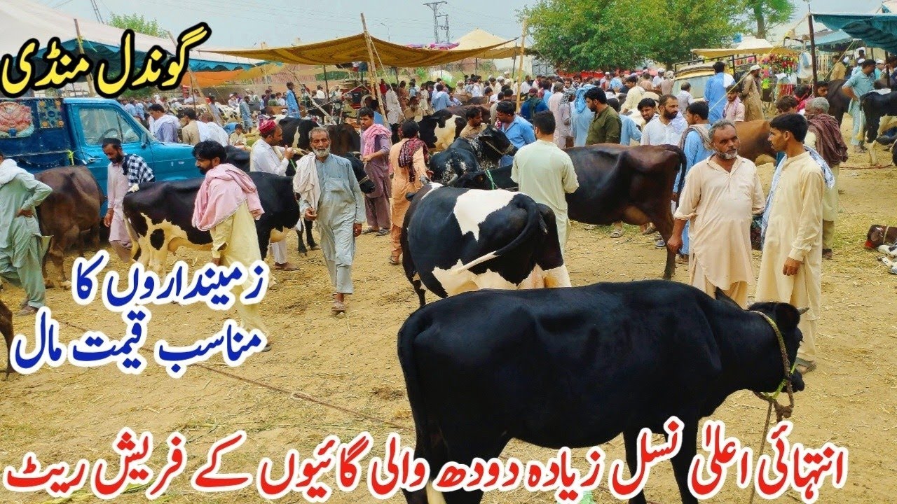 imported MilkingCows Latest Rate on Gondal Mandi!Gondal Mandi latest ...