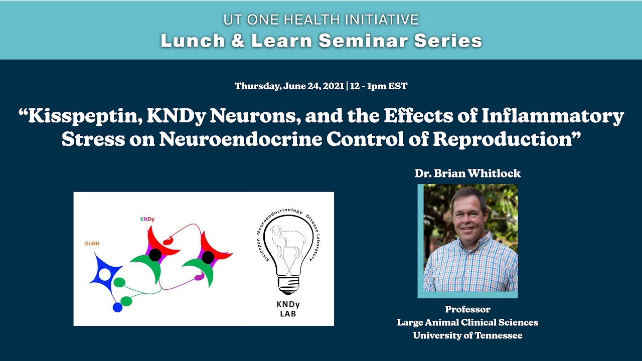 Kisspeptin, KNDy Neurons, and the Effects of Inflammatory Stress on ...