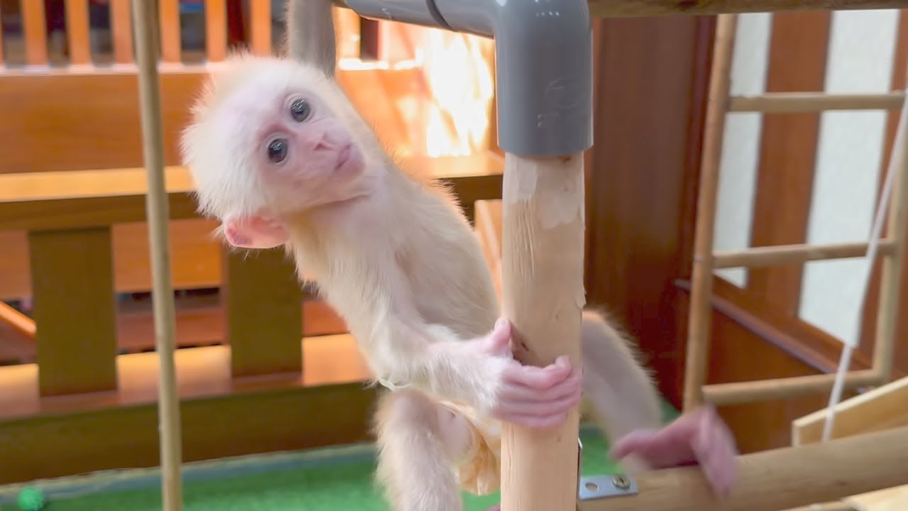 Monkey Kyo got his gym equipment made by Dad! - YouTube