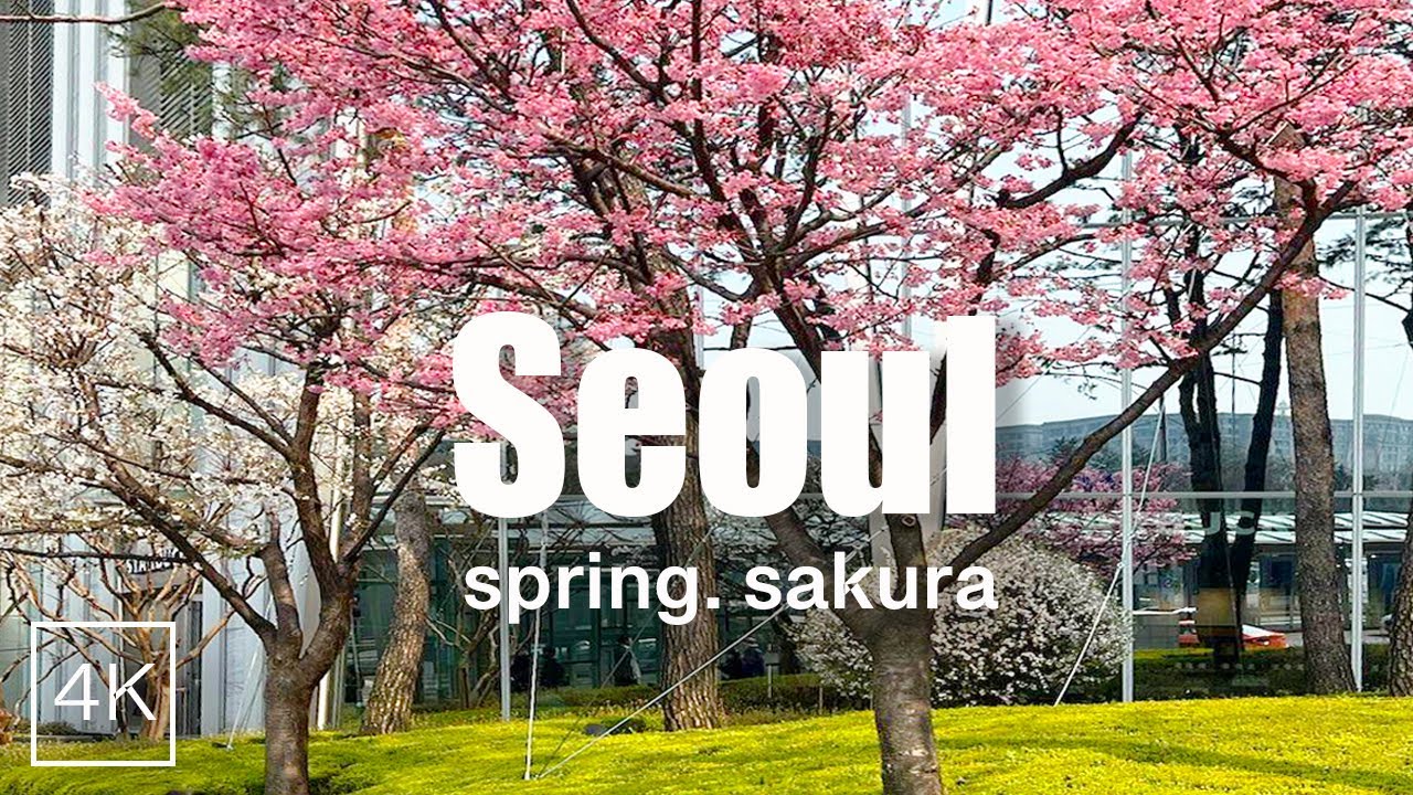 Spring and sakura in Seoul, South Korea Walking tour | 한국 서울의 봄과 벚꽃 워킹 ...
