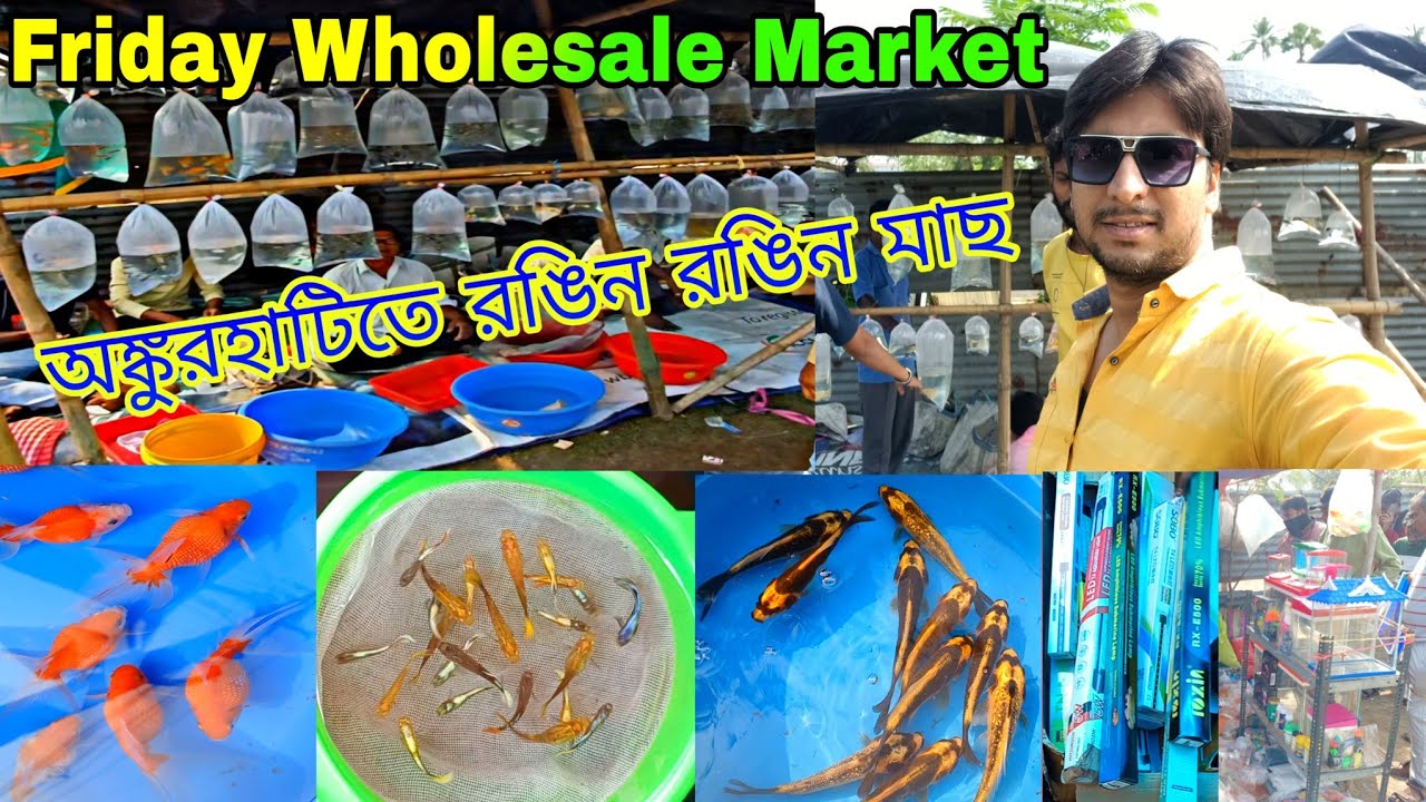 হাওড়ার অঙ্কুরহাটির রঙিন মাছের হাট | Howrah Ankurhati Fish Market ...