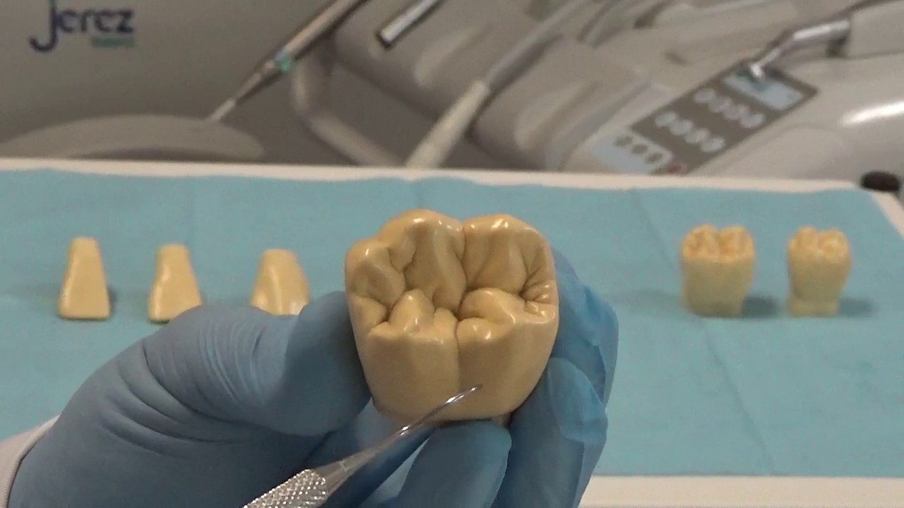 Morfologia piezas dentarias inferiores definitivas - YouTube