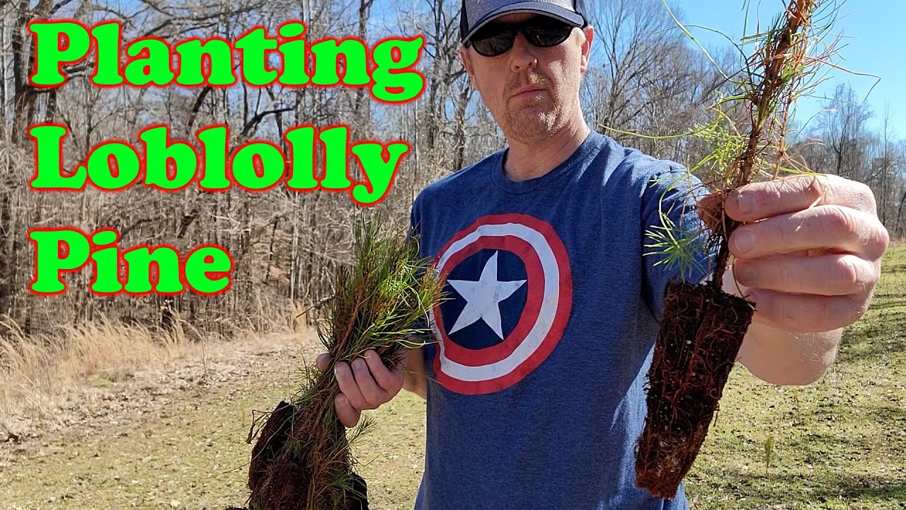 Planting Loblolly Pine Seedlings - YouTube