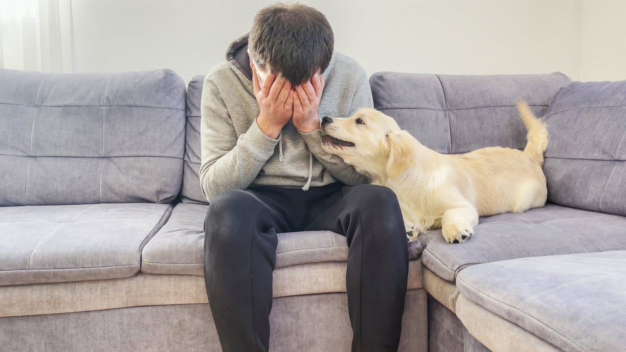 Golden Retriever Puppy Reacts to My Crying - YouTube