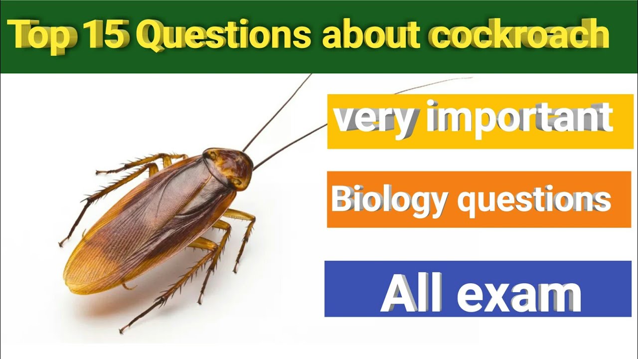 Top15 Questions about cockroach | biology class 11 chapter 7 important ...