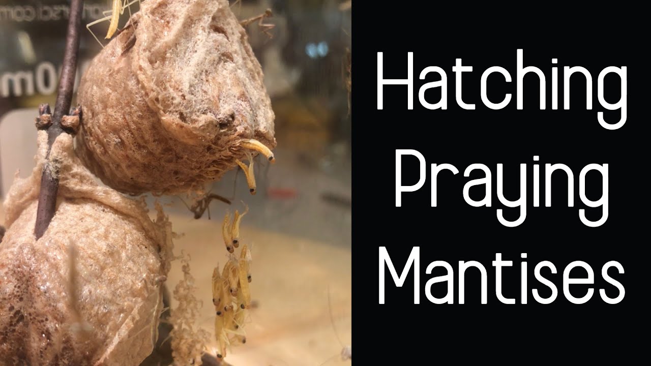 Hatching Praying Mantises - YouTube