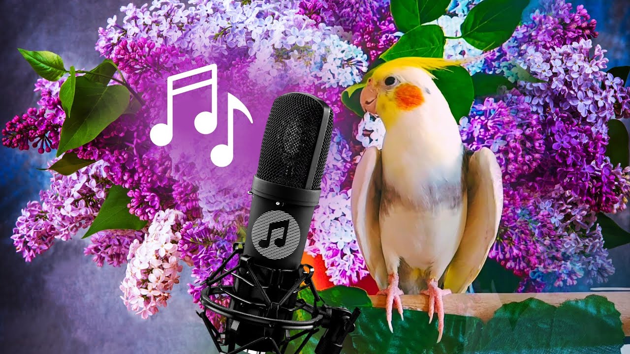 Happy cockatiel singing with Purple flowers 💜 - YouTube