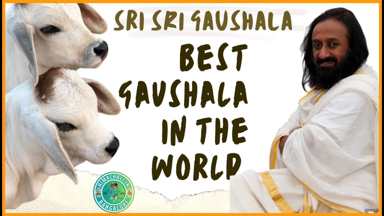 Best Gaushala in the World | Sri Sri Gaushala, Heaven on the Earth for ...