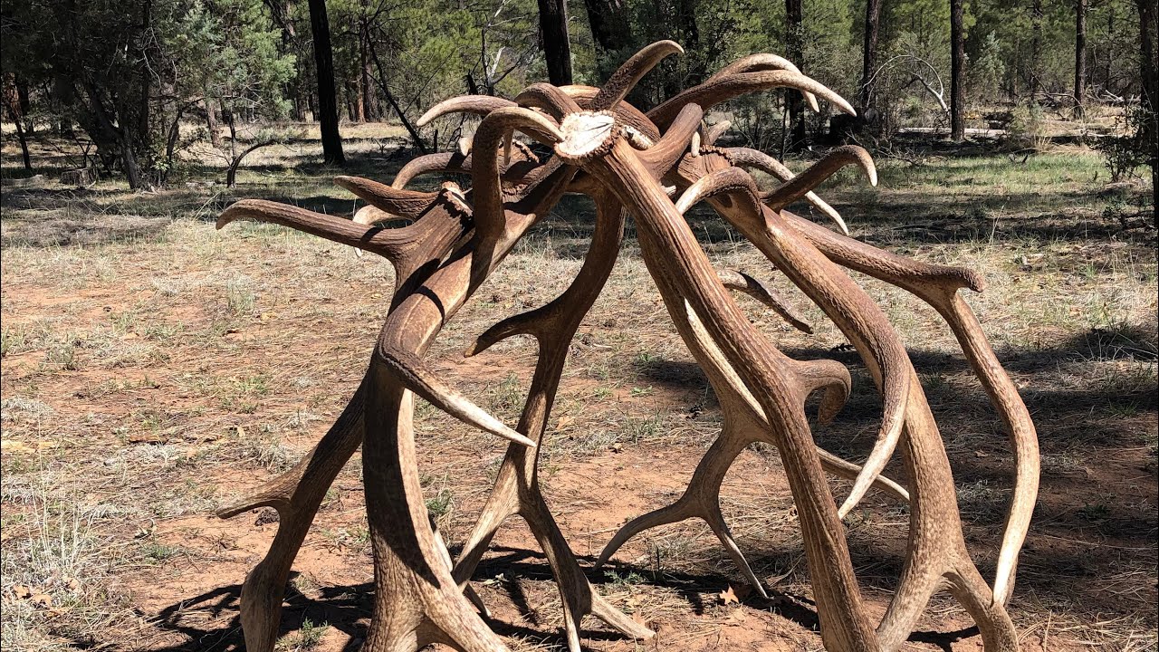 WMAT Antler Hunt: Big 8 point paired up! - YouTube