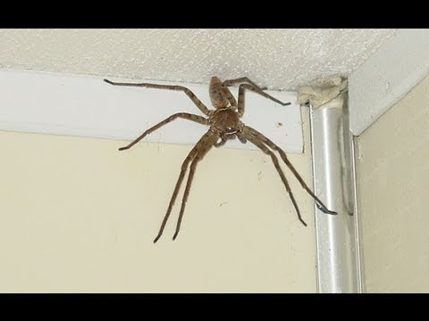 World's Biggest Giant Spider - YouTube