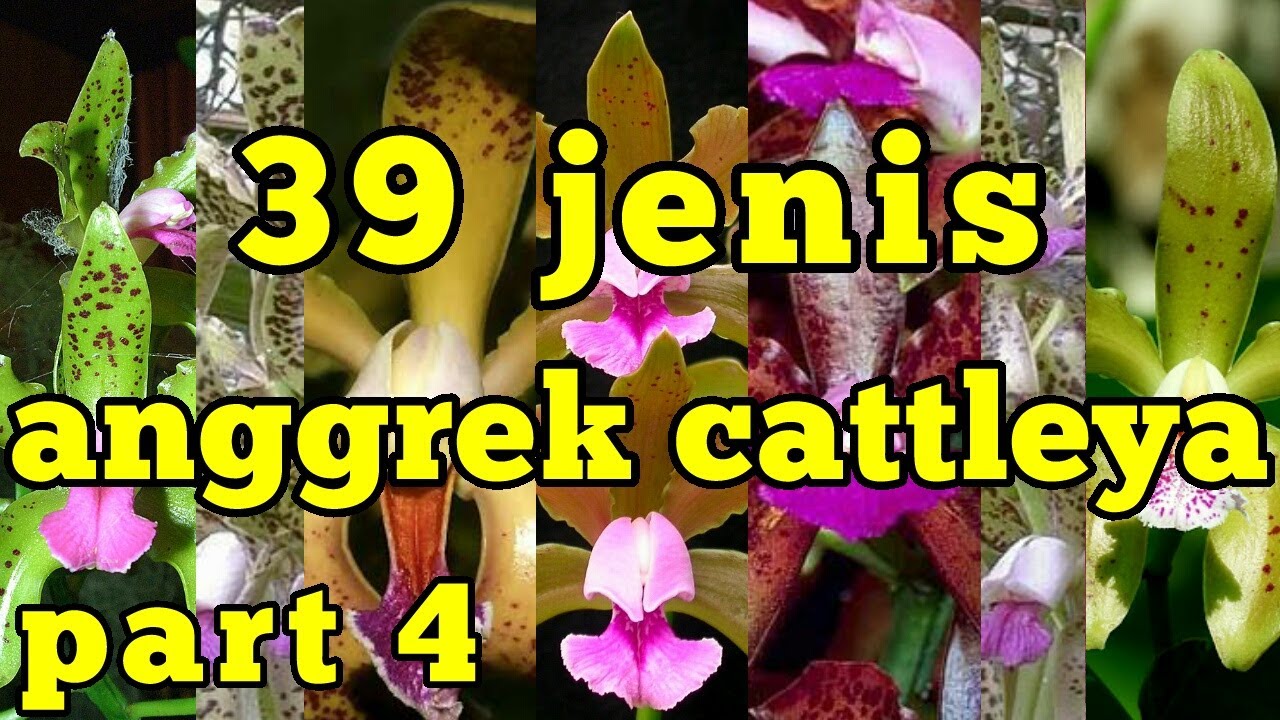 jenis jenis anggrek cattleya || part 4 - YouTube