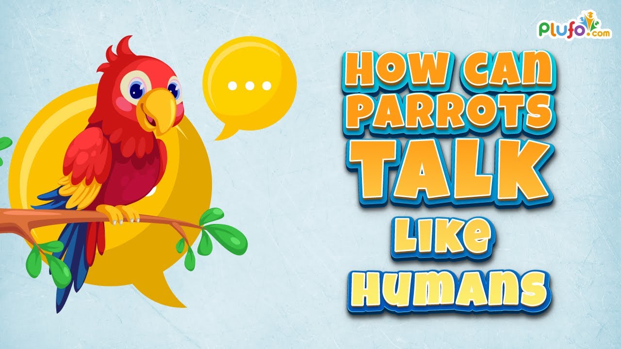 How can parrots talk like humans - YouTube