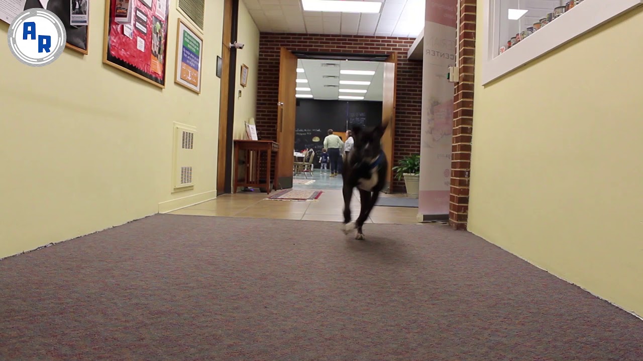 Dog Running at Camera, Dog Coming Toward Camera ~ Animation References ...