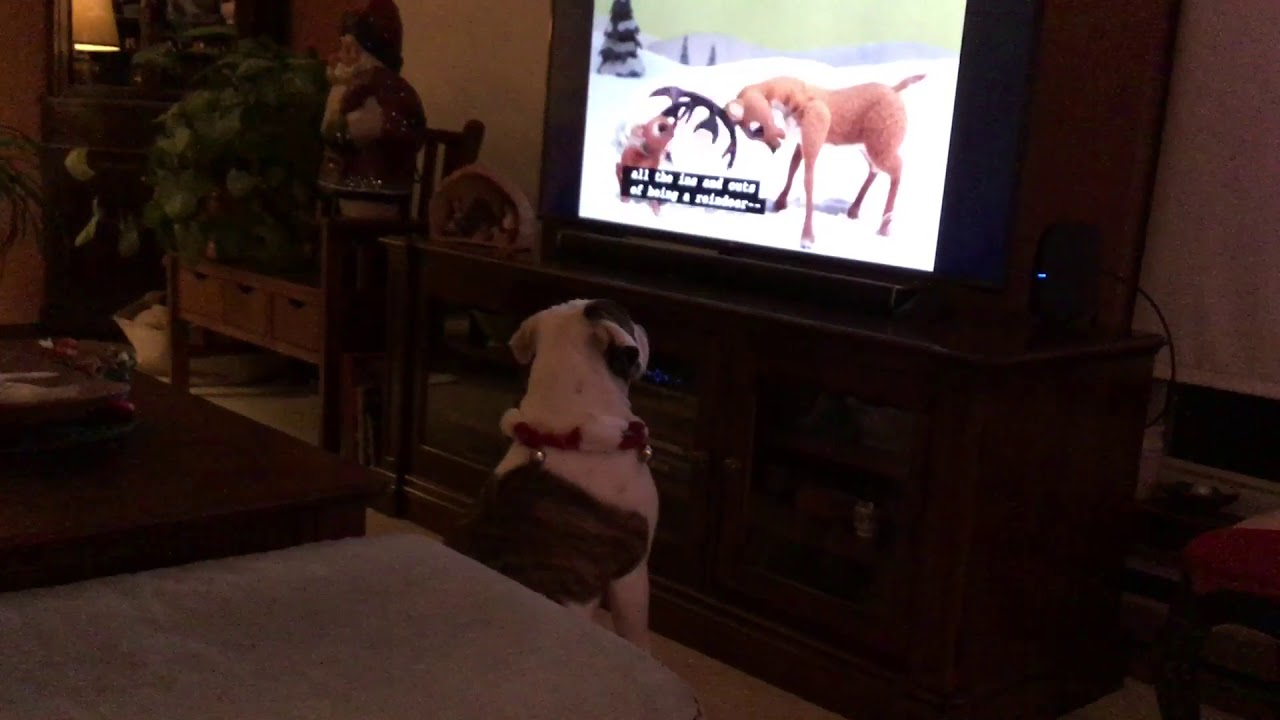 American Bulldog watching “Rudolph The Red Nosed Reindeer”!! 😂 - YouTube