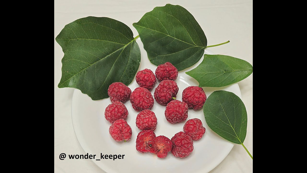 Growing Che (Mandarin Melon Berry, Maclura tricuspidata) What to know ...