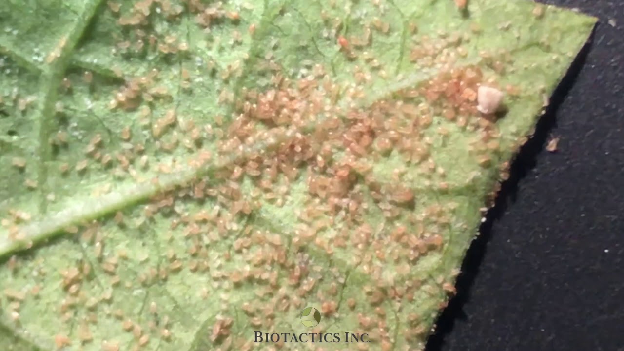 Spider Mites vs Benemite Fallacis by Biotactics - YouTube
