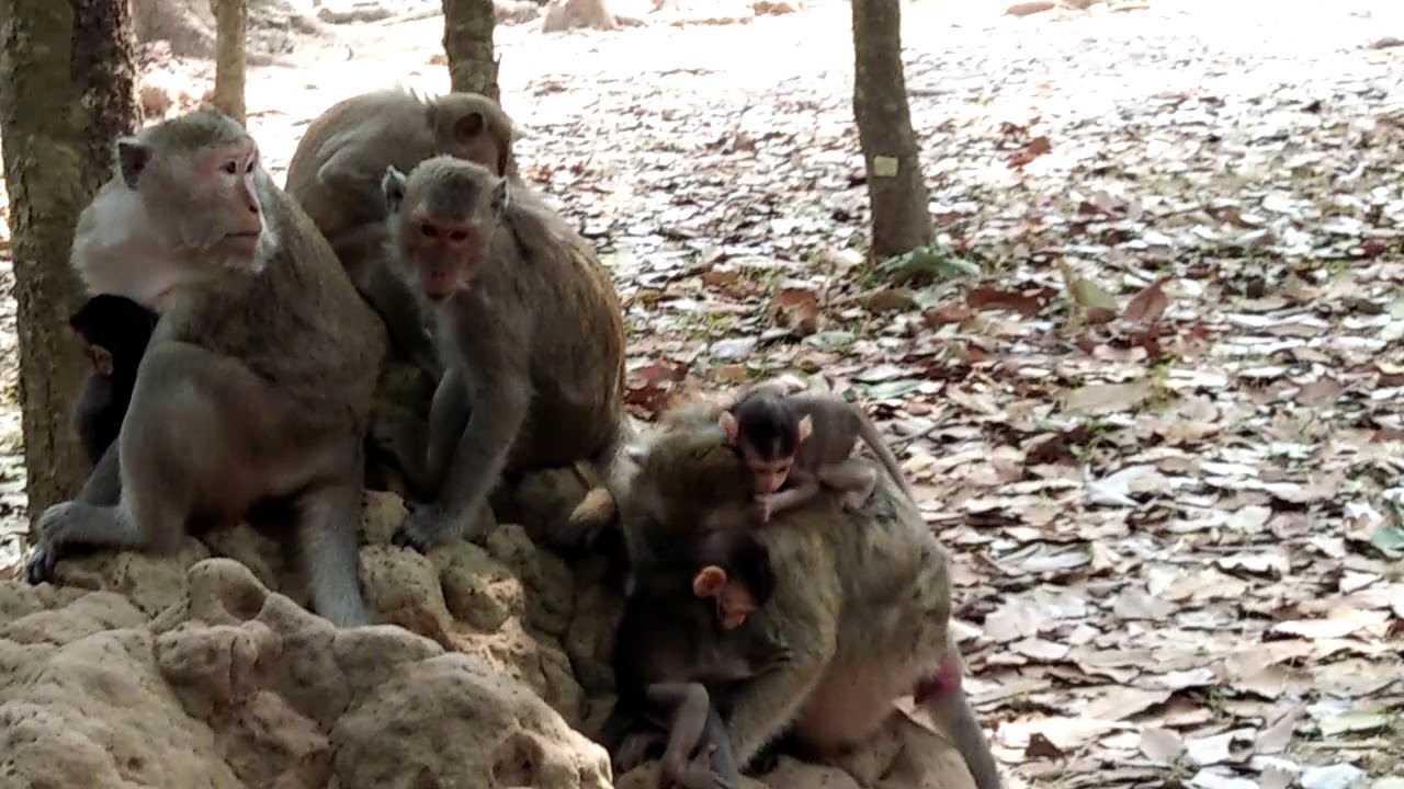 Monkey alot and lovely - YouTube