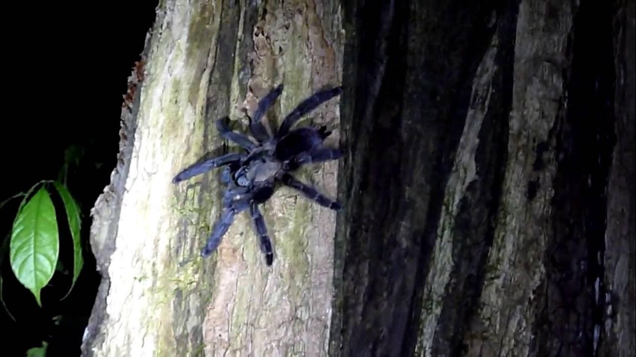 Massive Tree Tarantula in Belize Jungle - YouTube